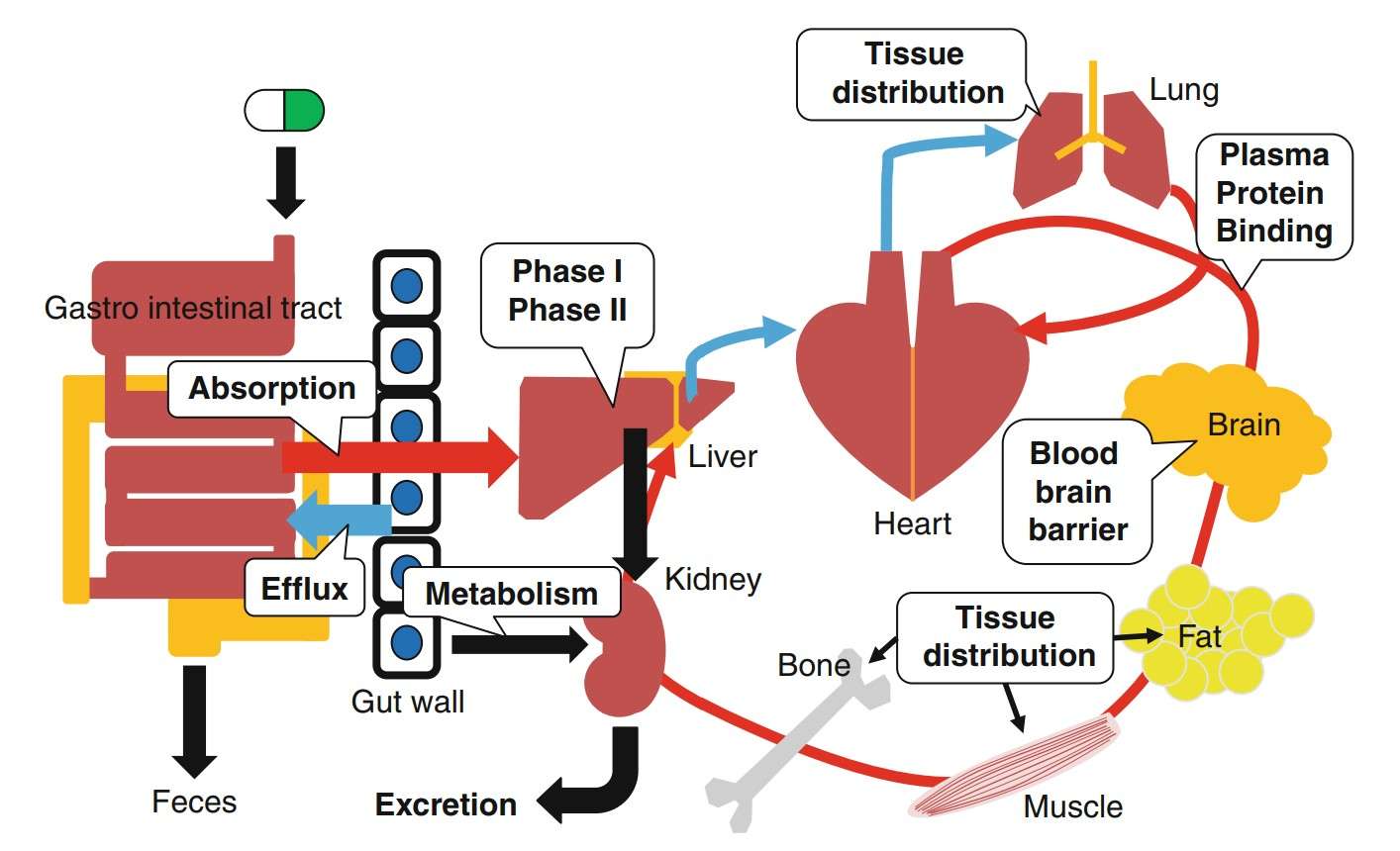 Products for ADME Studies - Creative Diagnostics