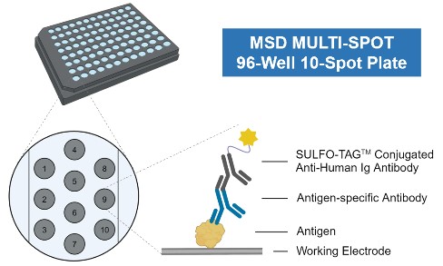 Protein Level Analysis for Biological Drugs - Creative Diagnostics