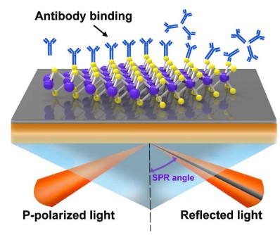 Protein Level Analysis for Biological Drugs - Creative Diagnostics