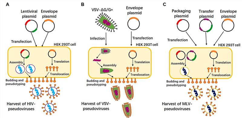 PsdVᵀᴹ Pseudovirus-based Drug Screening System - Creative Diagnostics