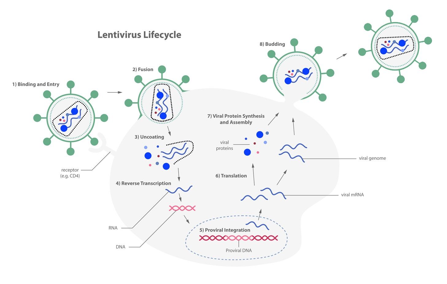 Quality Control: Assessing Residual Impurities After Viral Vector Expression - Creative Diagnostics