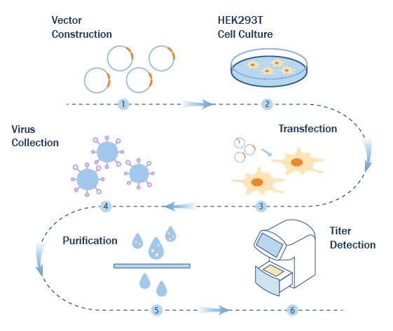 Quality Control During Viral Vectors Construction and Purification ...