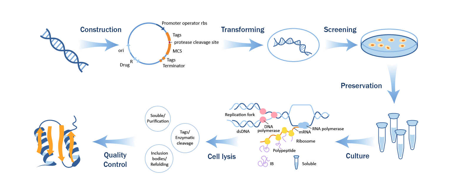 Quality Control of Recombinant Products Expressed in E. coli - Creative ...