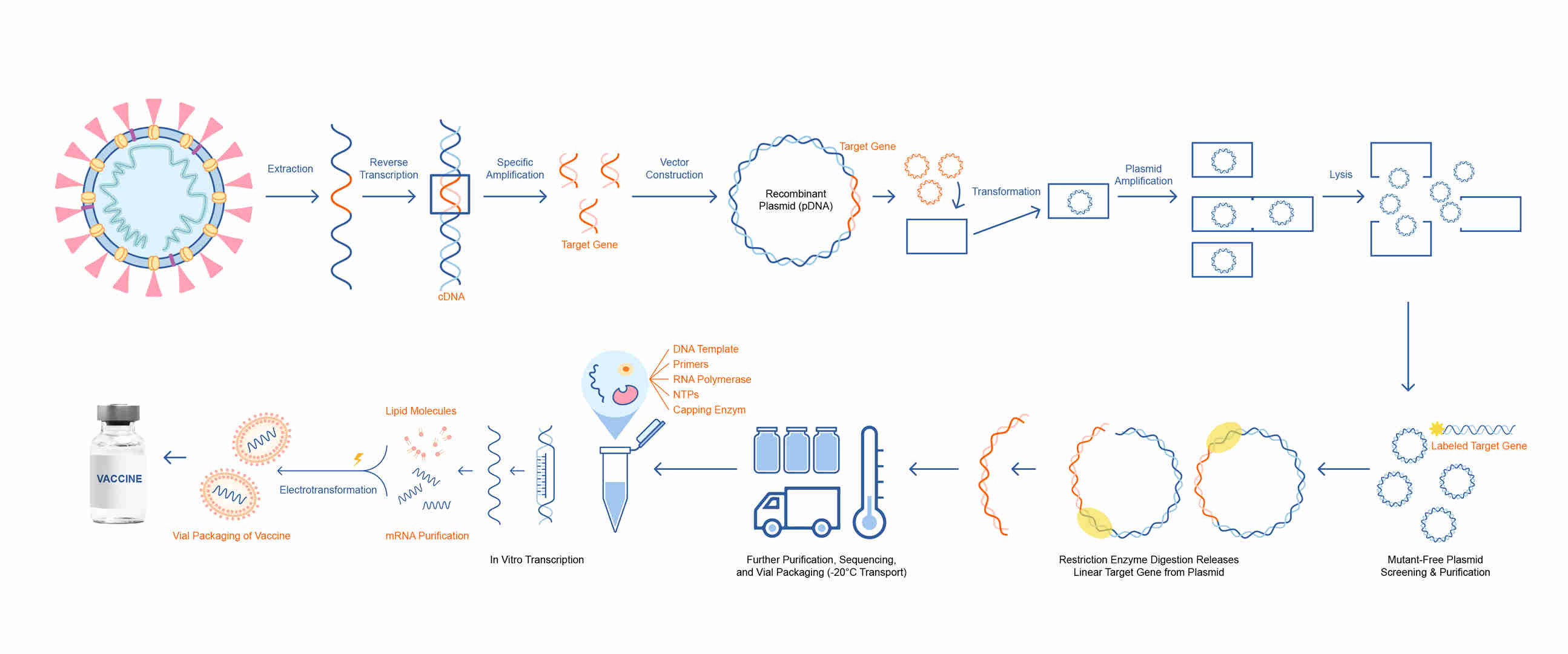 Quality Control Solutions for mRNA Therapeutics/Vaccines - Creative ...