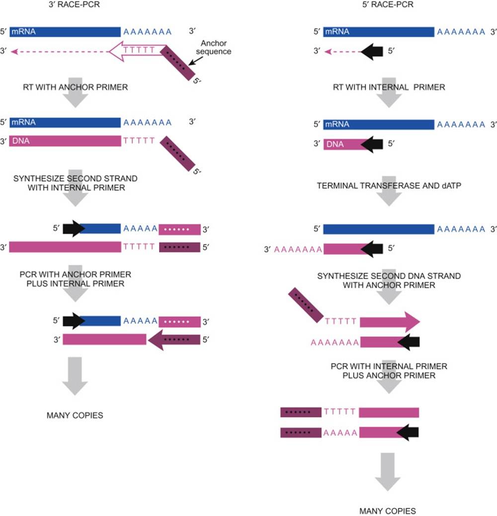 Rapid Amplification of cDNA Ends (RACE) - Creative Diagnostics