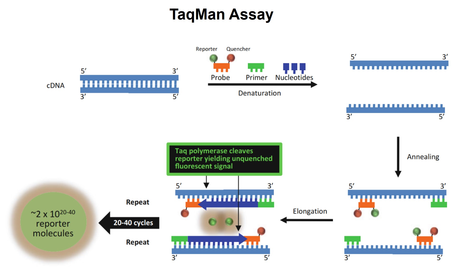 Real-time Quantitative PCR (qPCR) - Creative Diagnostics