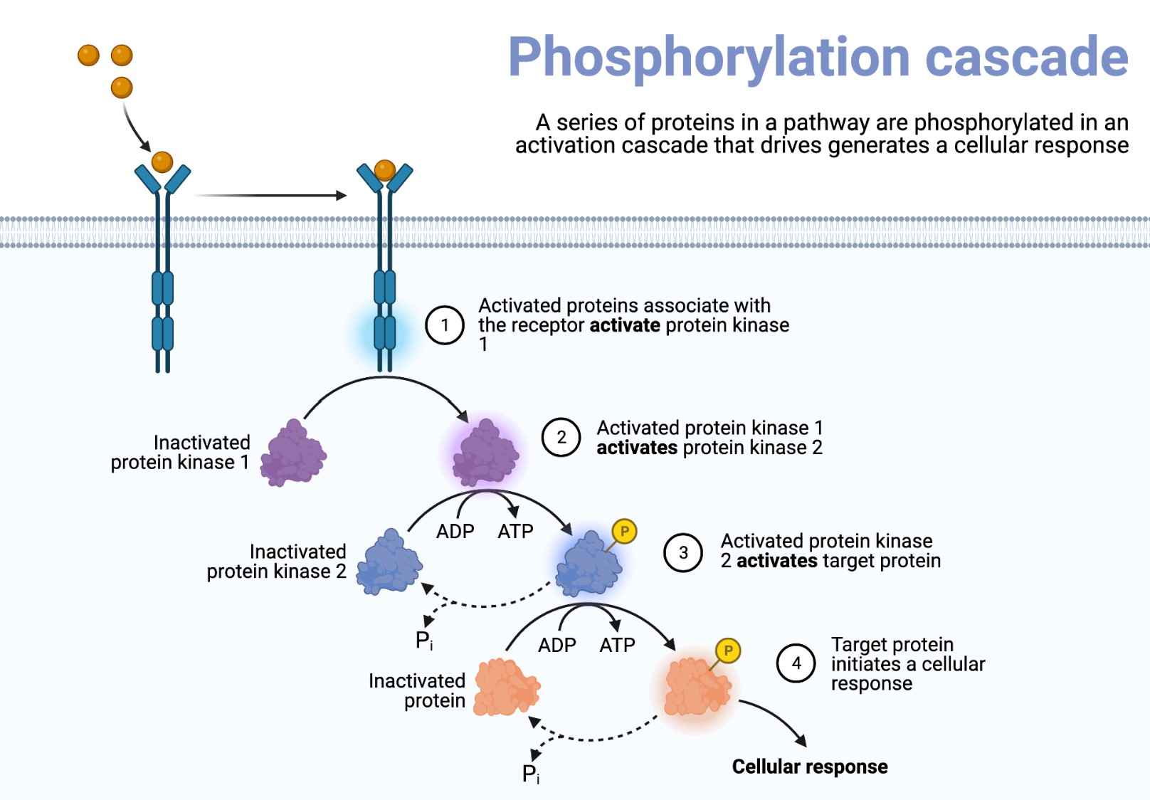 Receptor Phosphorylation Detection - Creative Diagnostics