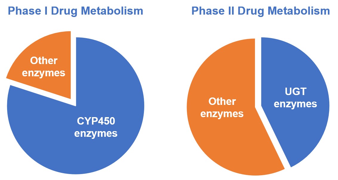 Recombinant Enzymes for In Vitro Metabolic Studies - Creative Diagnostics