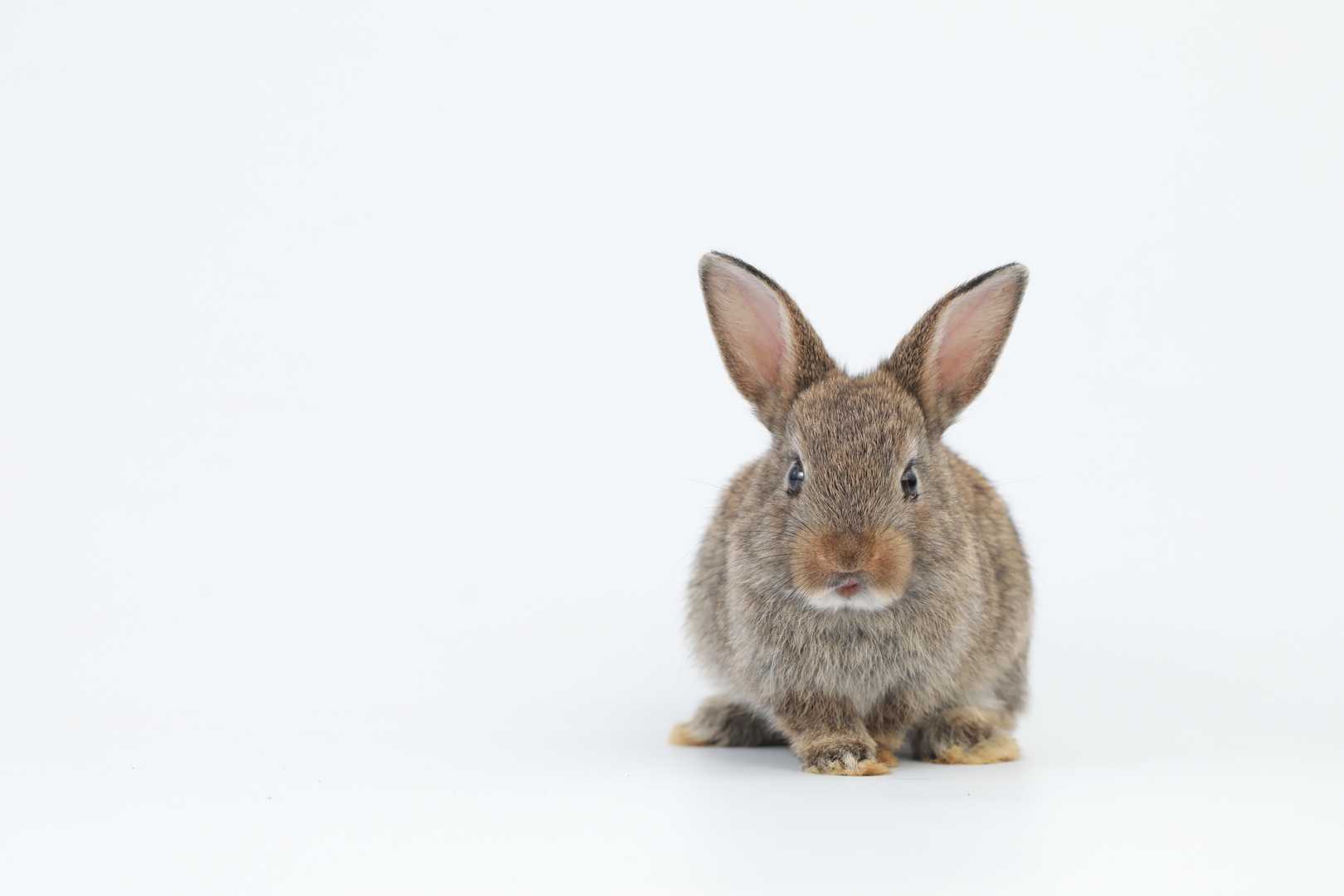 Reliable Non-tumor Animal Models - Creative Diagnostics