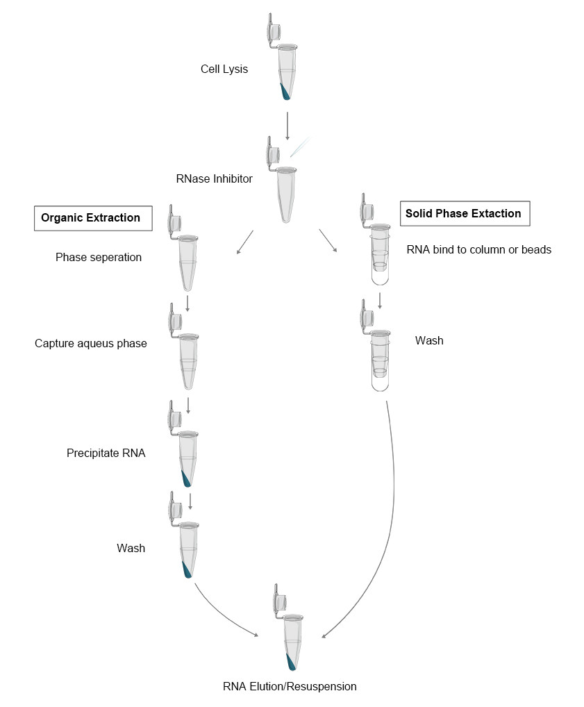 RNA Purification - Creative Diagnostics