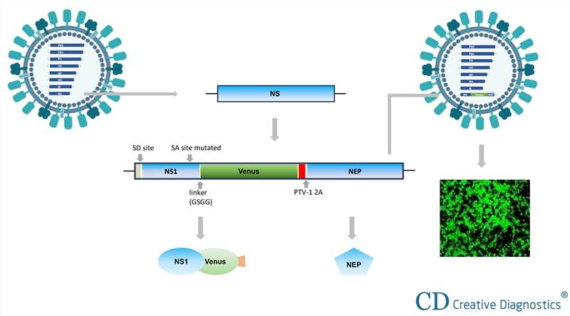 RpVᵀᴹ Reporter Virus-based Drug Screening System - Creative Diagnostics