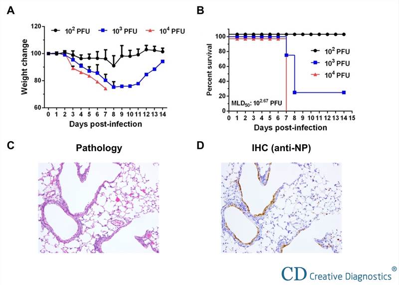 RpVᵀᴹ Reporter Virus-based Drug Screening System - Creative Diagnostics