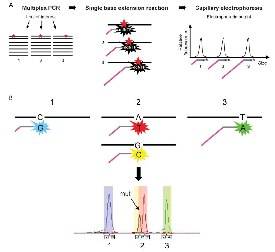 Snp Genotyping Services Creative Diagnostics