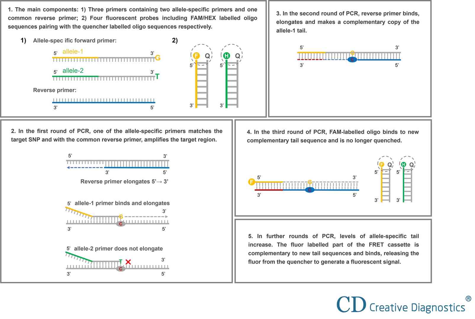 SNP Genotyping Services - Creative Diagnostics