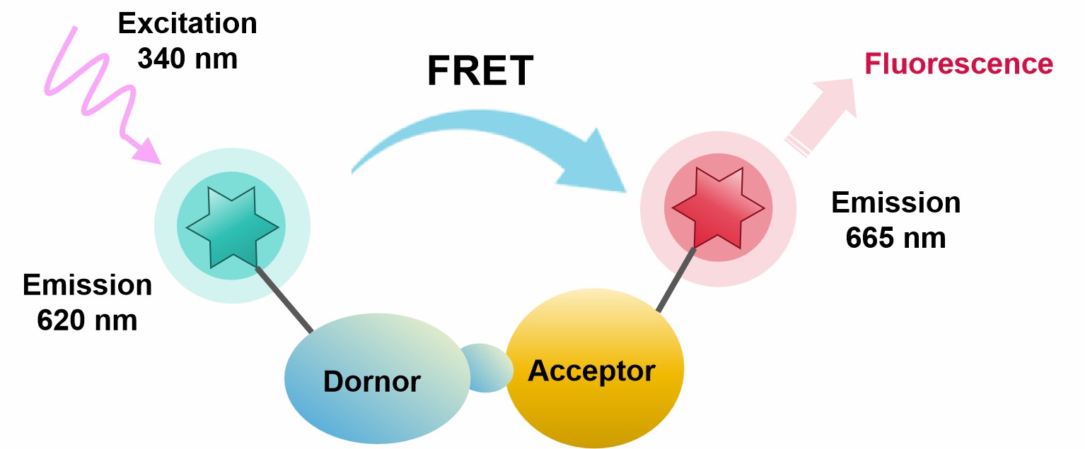 TR-FRET Kit for Drug Candidates Discovery - Creative Diagnostics
