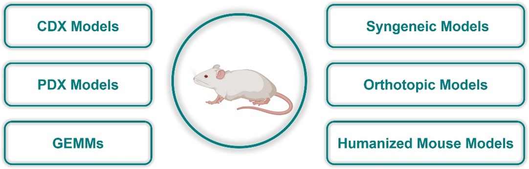 Tumor Animal Models - Creative Diagnostics