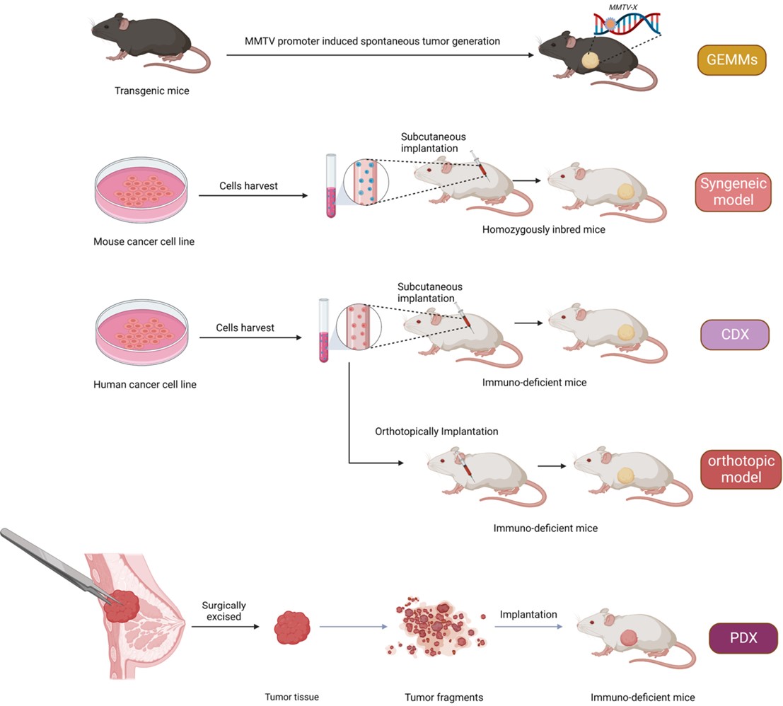 Tumor Animal Models - Creative Diagnostics