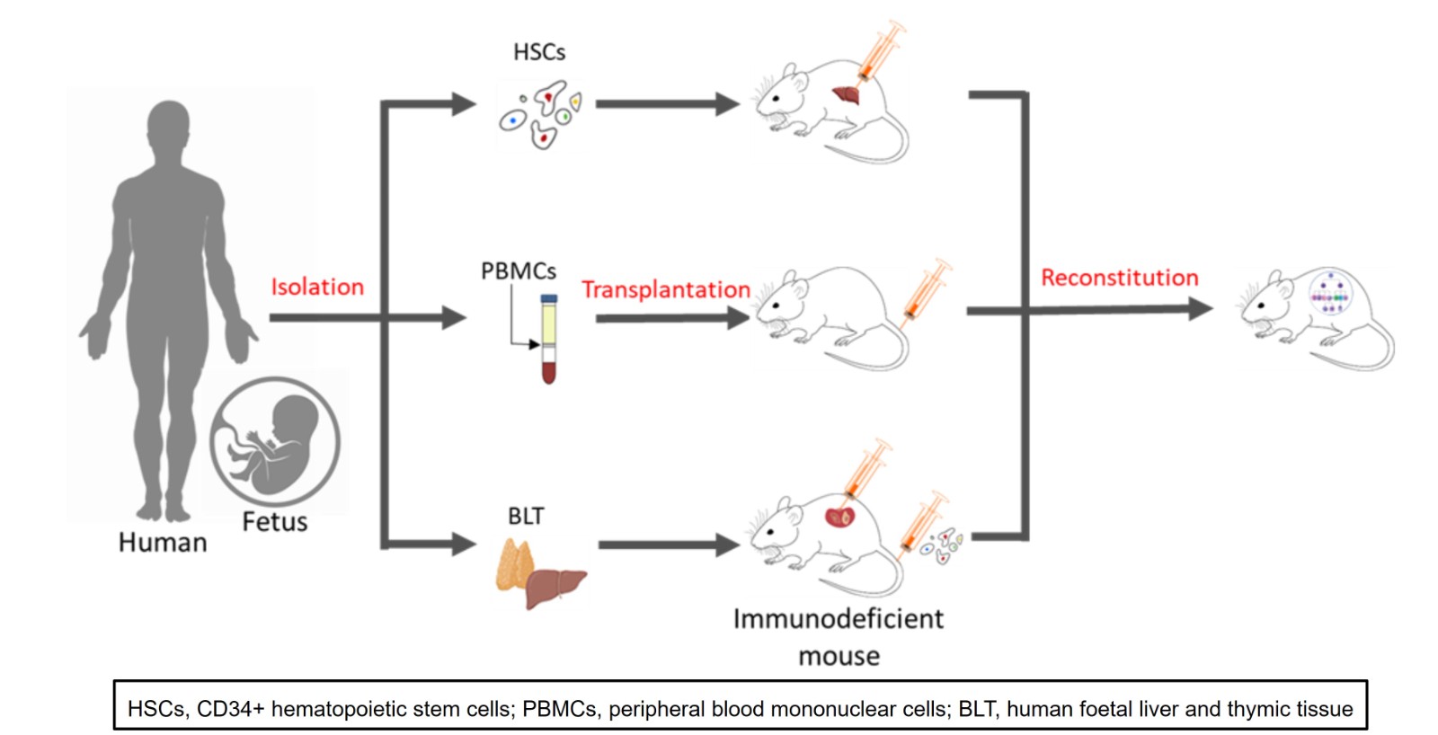 Tumor Animal Models - Creative Diagnostics