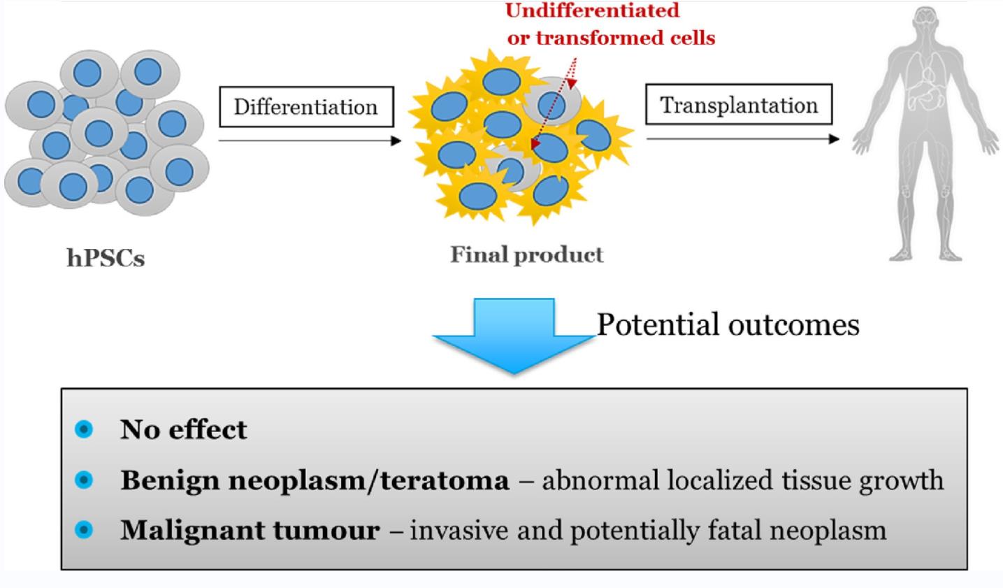 Tumorigenicity Testing - Creative Diagnostics