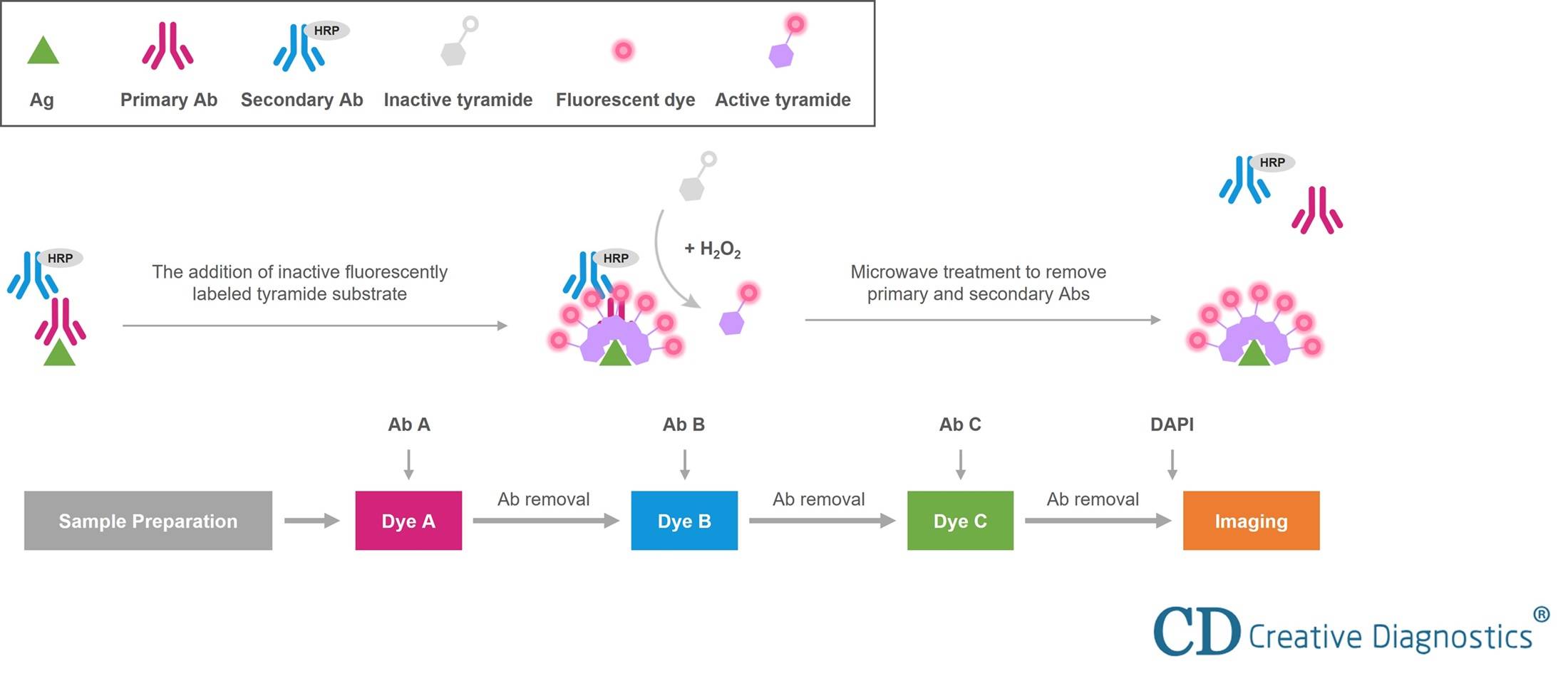 Tyramide Signal Amplification (TSA) for Multiplex IHC - Creative Diagnostics