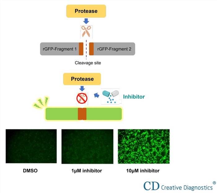 Vfrᵀᴹ Virus-free System for Protease Inhibitor Screening - Creative Diagnostics